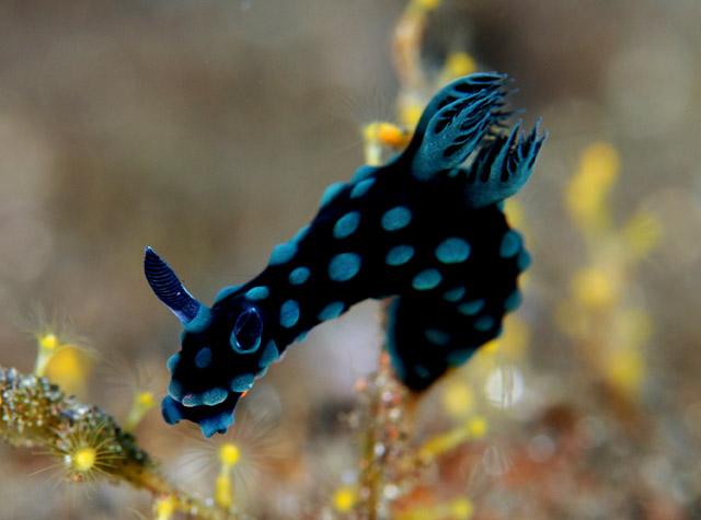 Nudibranchs/Nembrotha cristata