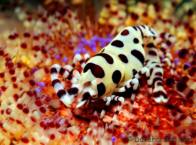 Tulamben/40 Periclimenes colemani