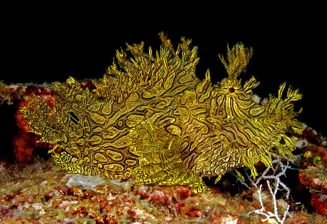 Loloata2008 - Yellow Rhinopias aphanes