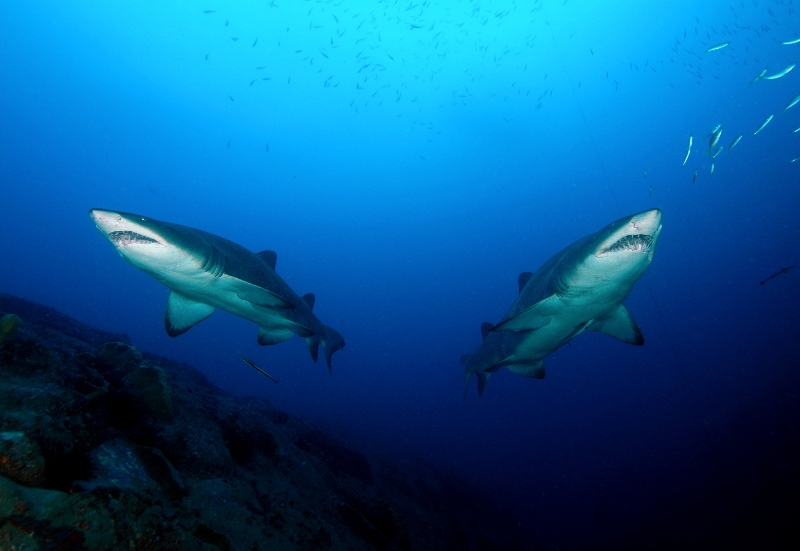 Grey Nurse Shark (Carcharias taurus)